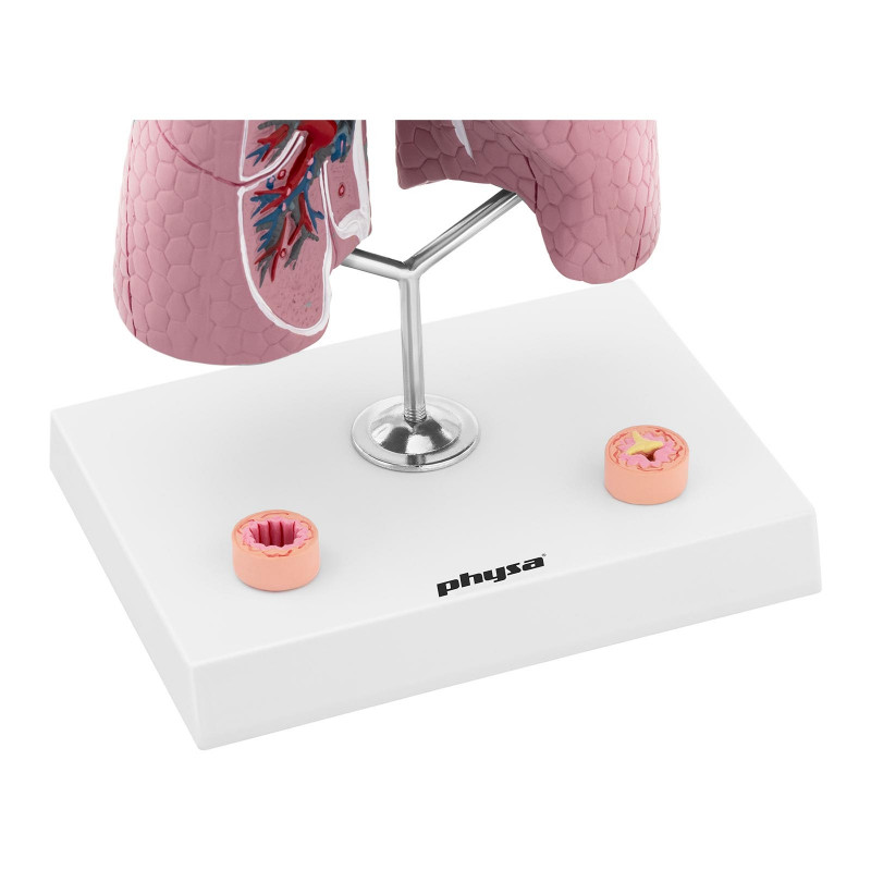 Kvėpavimo sistemos modelis PHY-RS-1