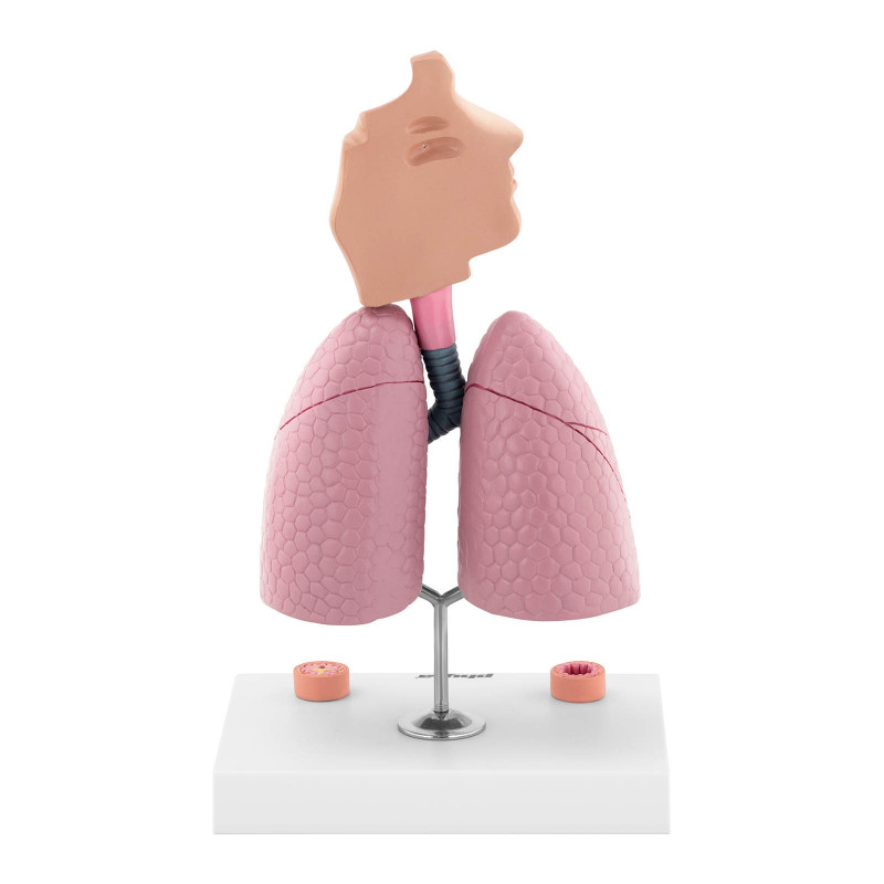 Kvėpavimo sistemos modelis PHY-RS-1