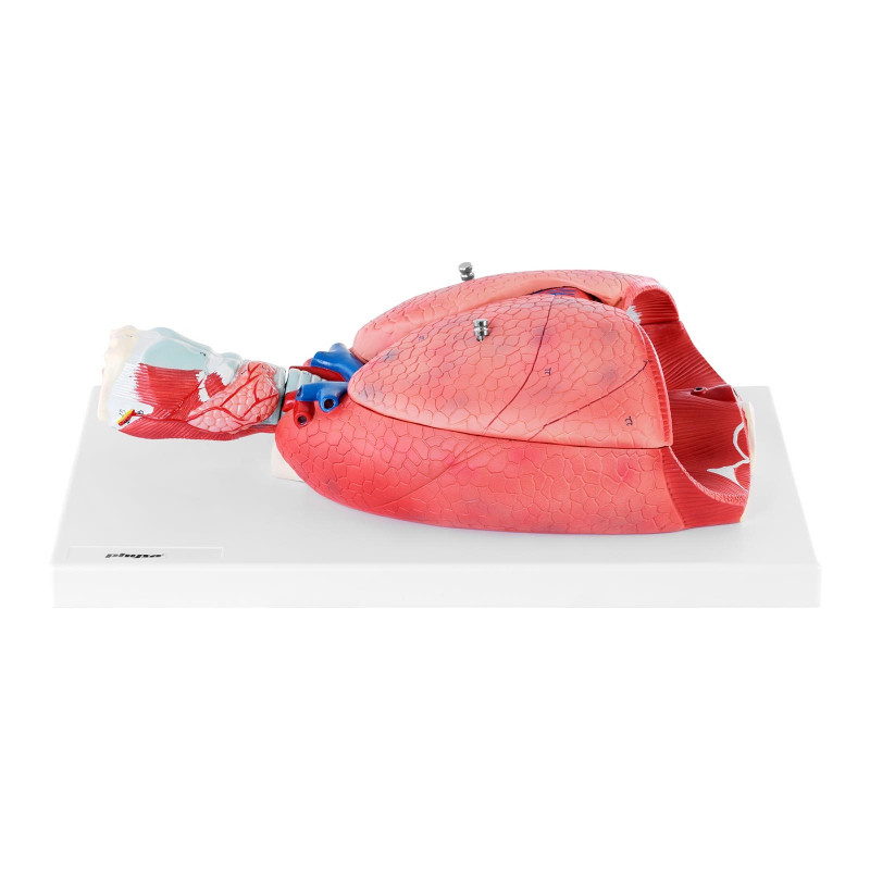 Kvėpavimo sistemos modelis PHY-RS-2